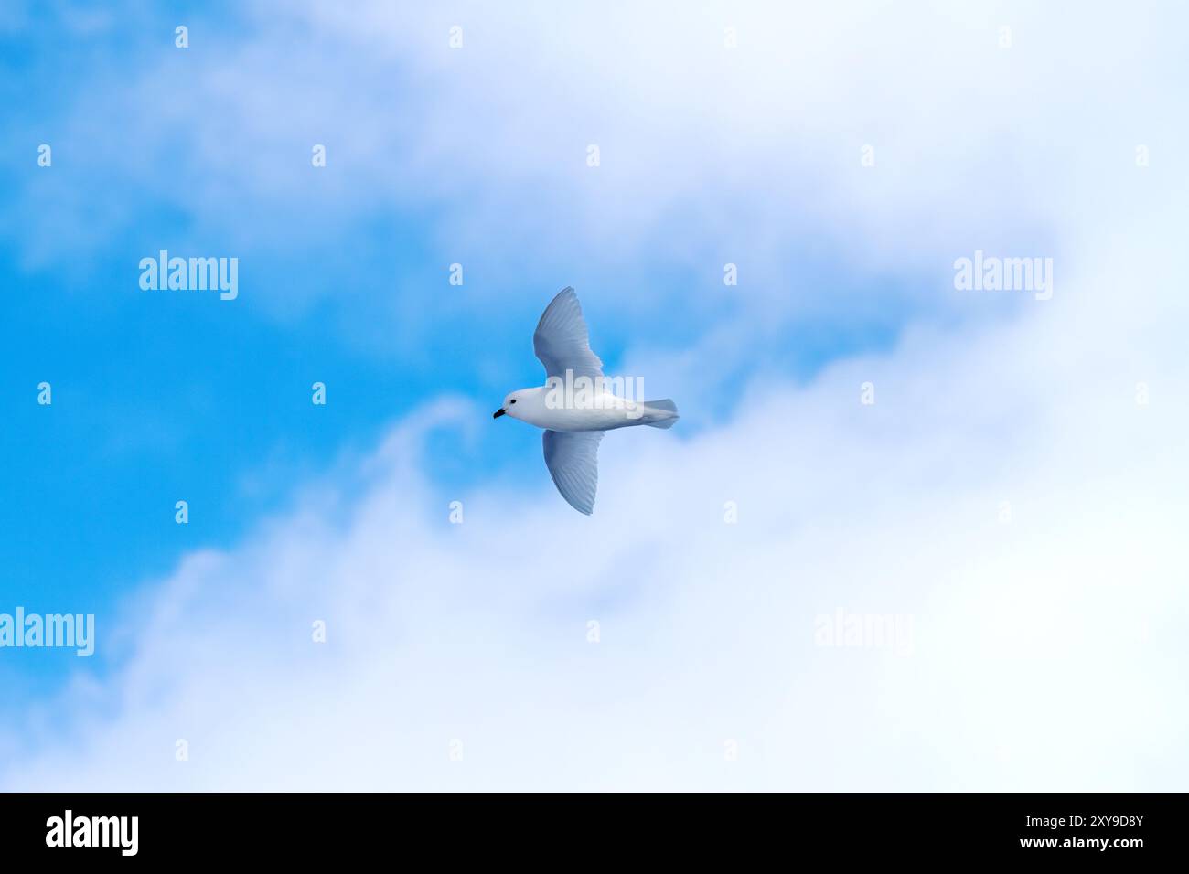 Adult snow petrel, Pagodroma nivea nivea, in flight near the Antarctic ...