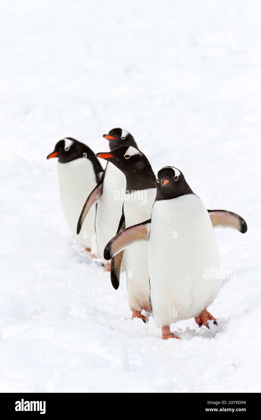Adult gentoo penguins, Pygoscelis papua, marching in line on Cuverville ...