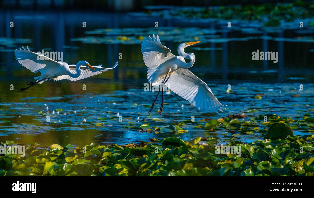 Two fighting Great Egrets, tall, long-legged wading birds with long, S ...