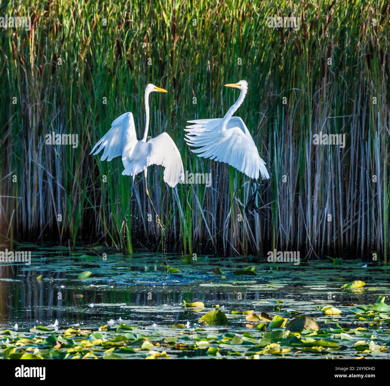Two fighting Great Egrets, tall, long-legged wading birds with long, S ...