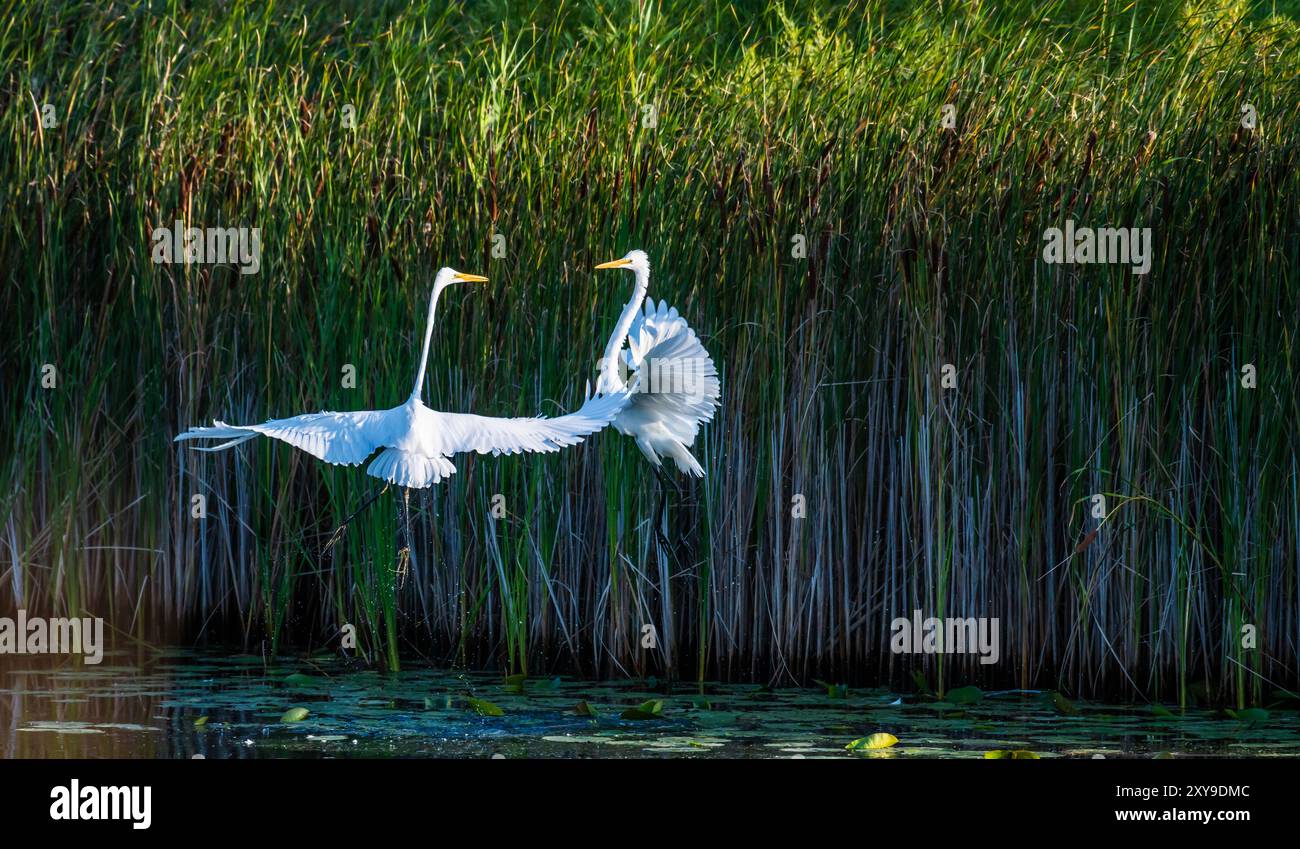 Two fighting Great Egrets, tall, long-legged wading birds with long, S ...