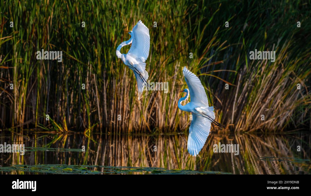 Two fighting Great Egrets, tall, long-legged wading birds with long, S ...