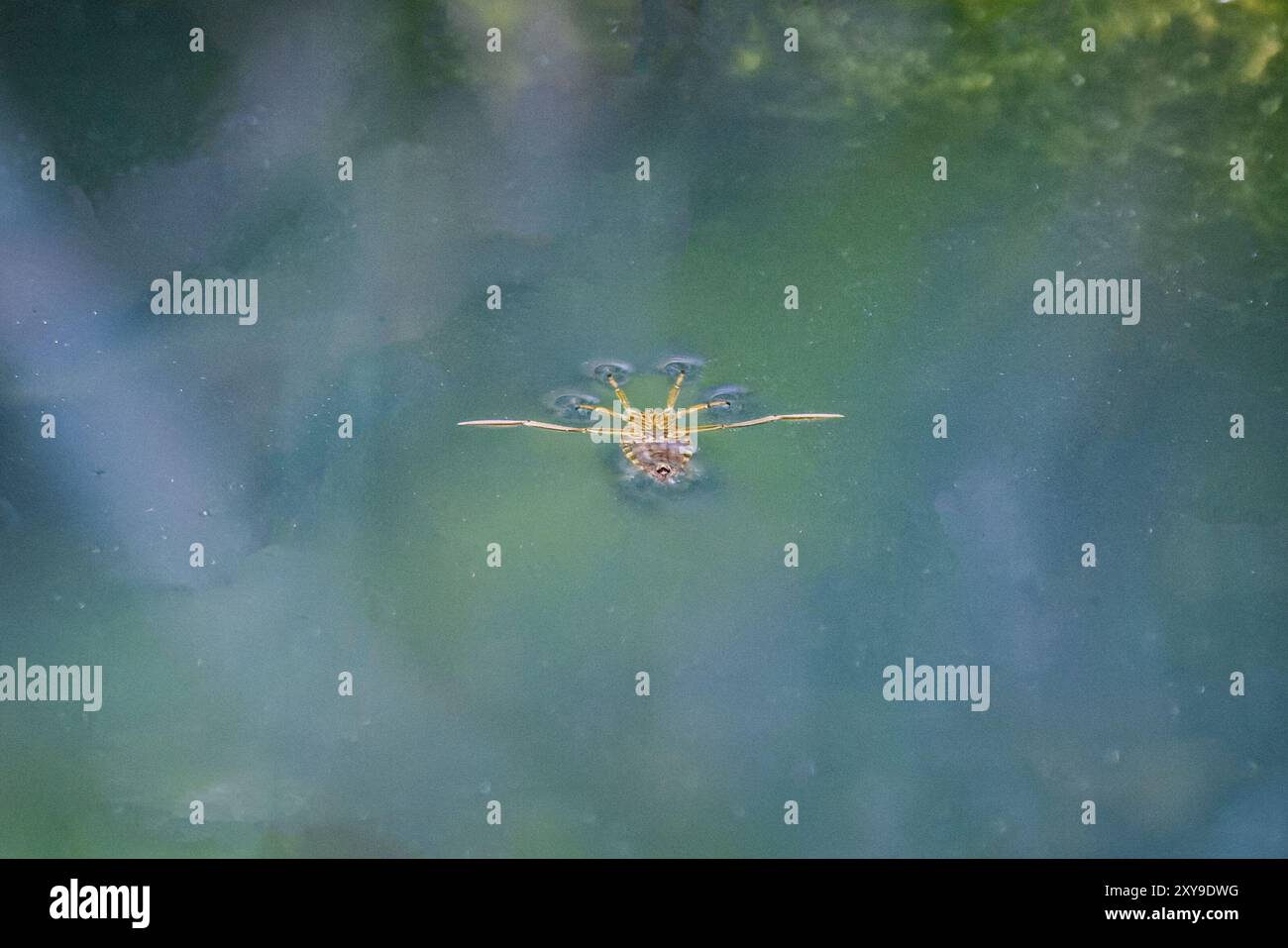 Close up of a water boatman on pond surface in Wiltshire, UK Stock ...