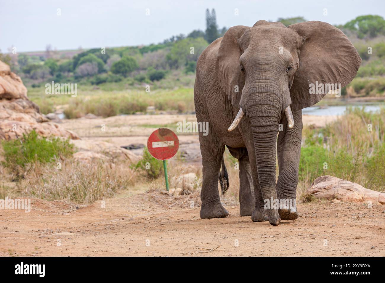South Africa, Kruger National Park, African Elephant (Loxodonta ...