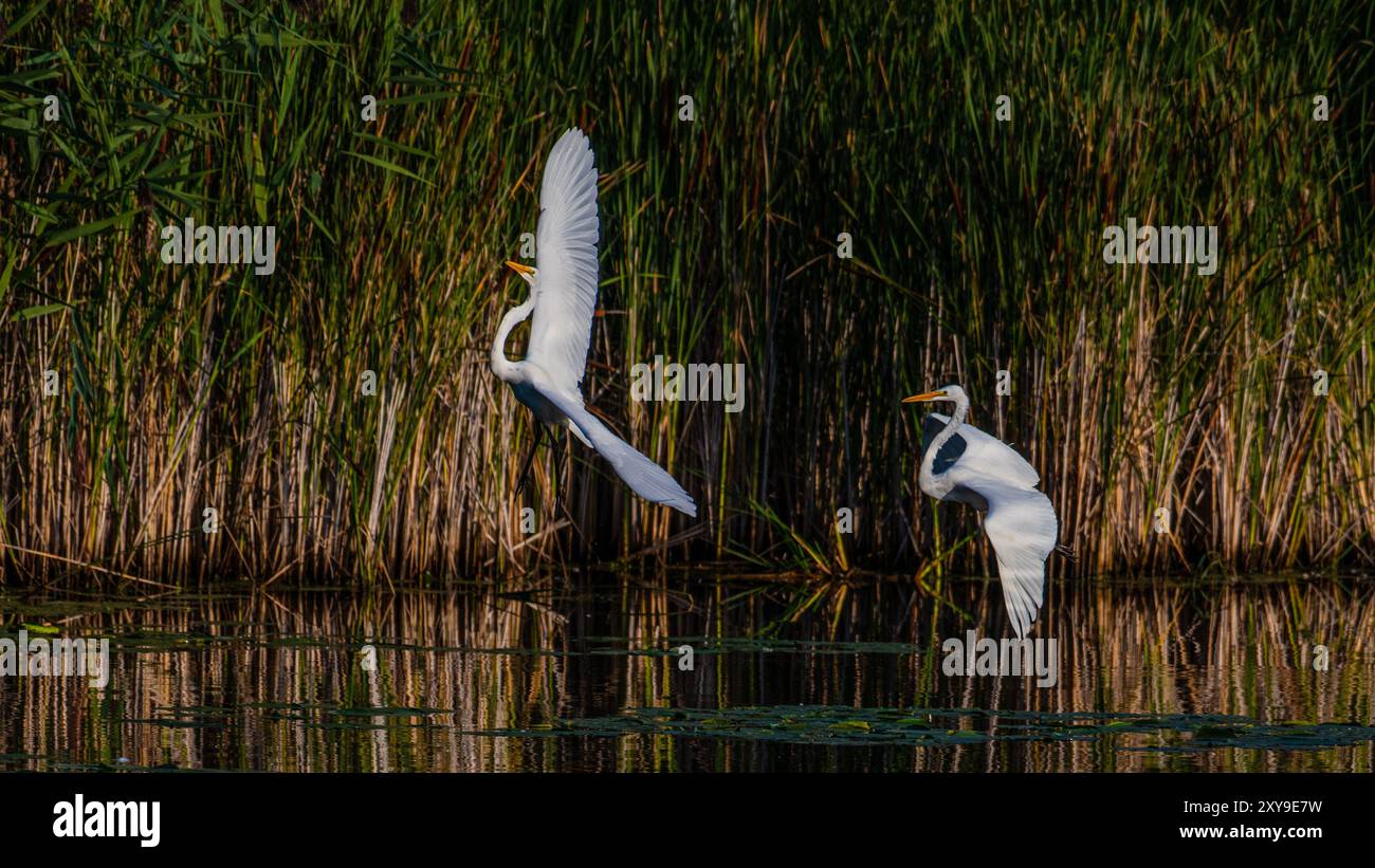 Two fighting Great Egrets, tall, long-legged wading birds with long, S ...