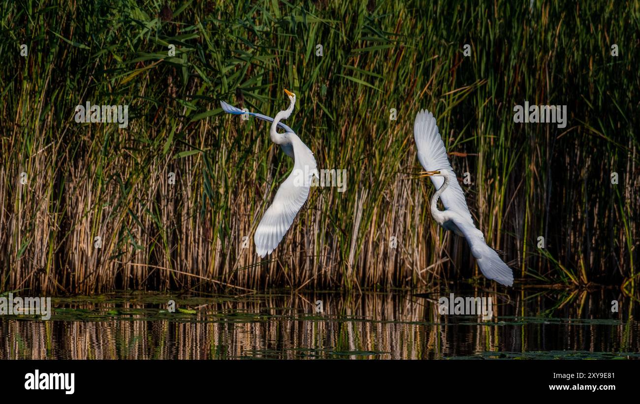 Two fighting Great Egrets, tall, long-legged wading birds with long, S ...