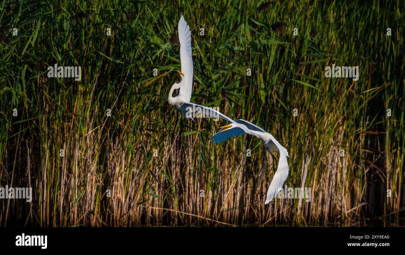 Two fighting Great Egrets, tall, long-legged wading birds with long, S ...