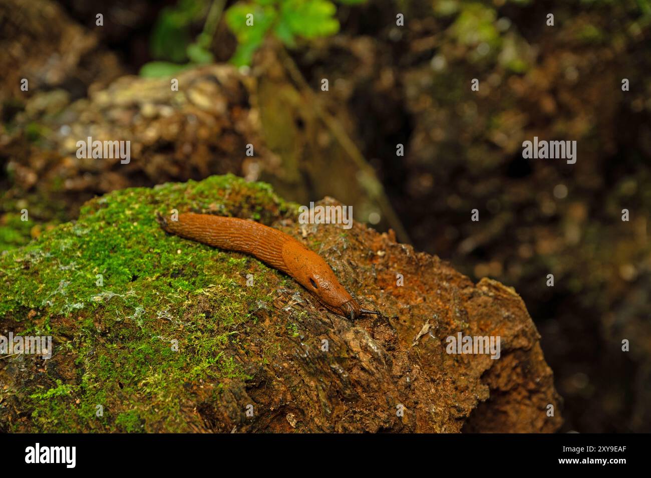 Closeup macro slug moving tree hi-res stock photography and images - Alamy