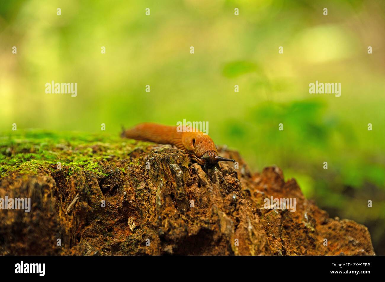 Closeup macro slug moving tree hi-res stock photography and images - Alamy