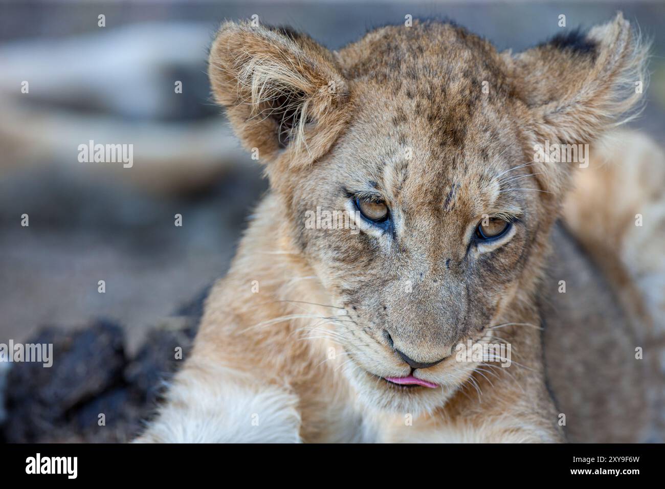 South Africa, Kruger National Park, Lion (Panthera leo), cub Stock ...