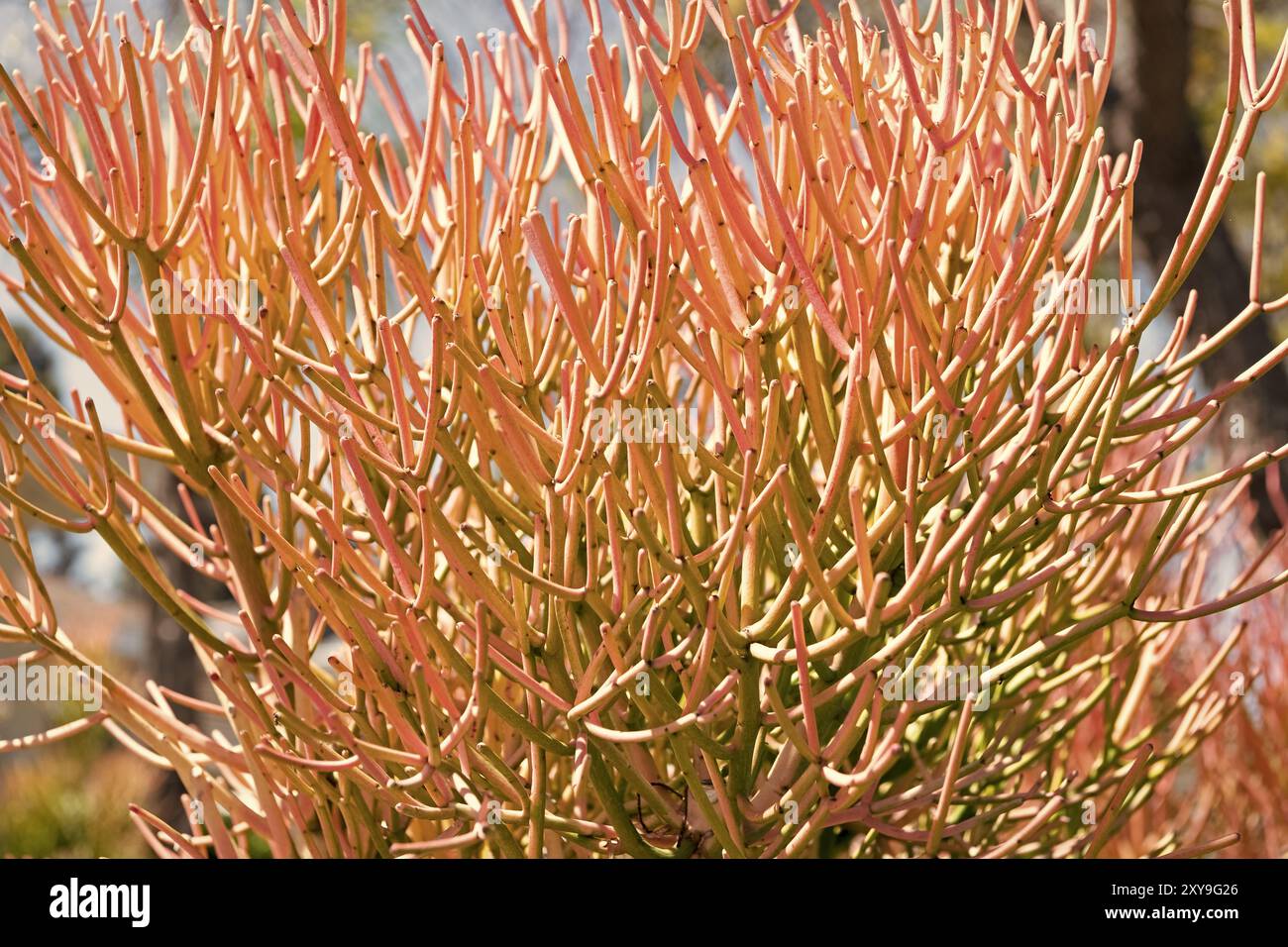 Euphorbia tirucalli Indian-tree spurge with succulent branches natural ...