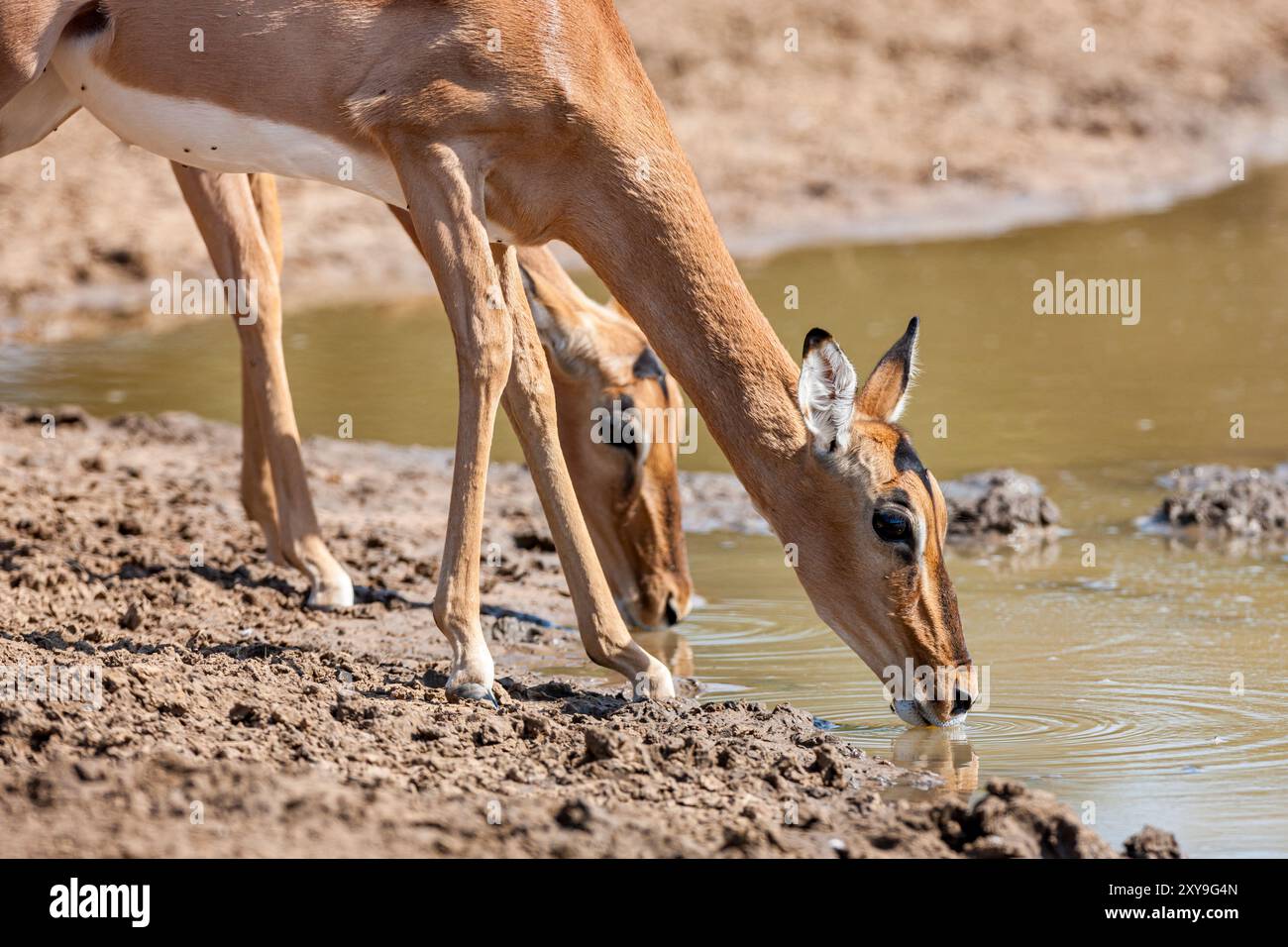 South Africa, Kruger National Park, Impala drinking water Stock Photo ...
