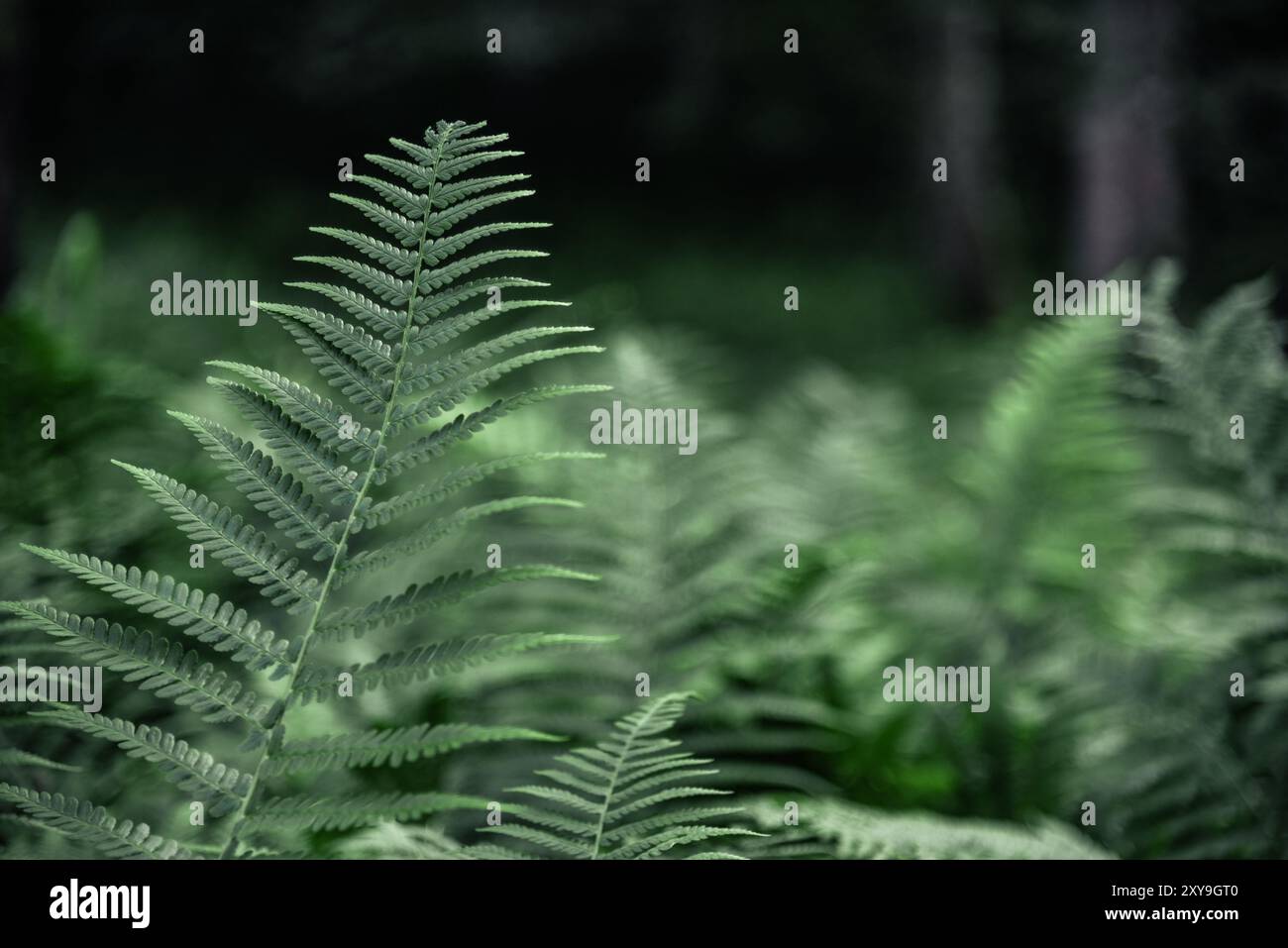 Growing deep hi-res stock photography and images - Alamy