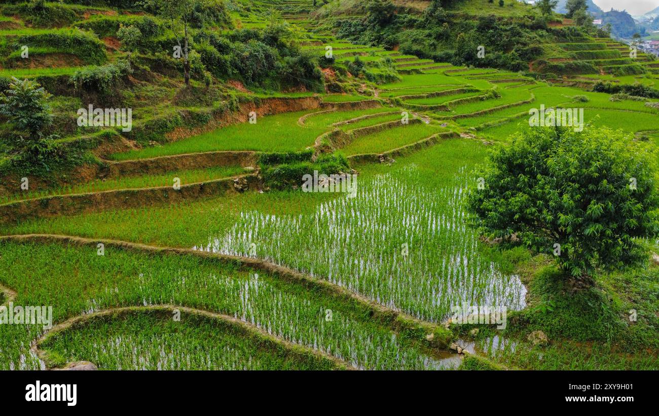 Vietnam 4k drone rice field hi-res stock photography and images - Alamy