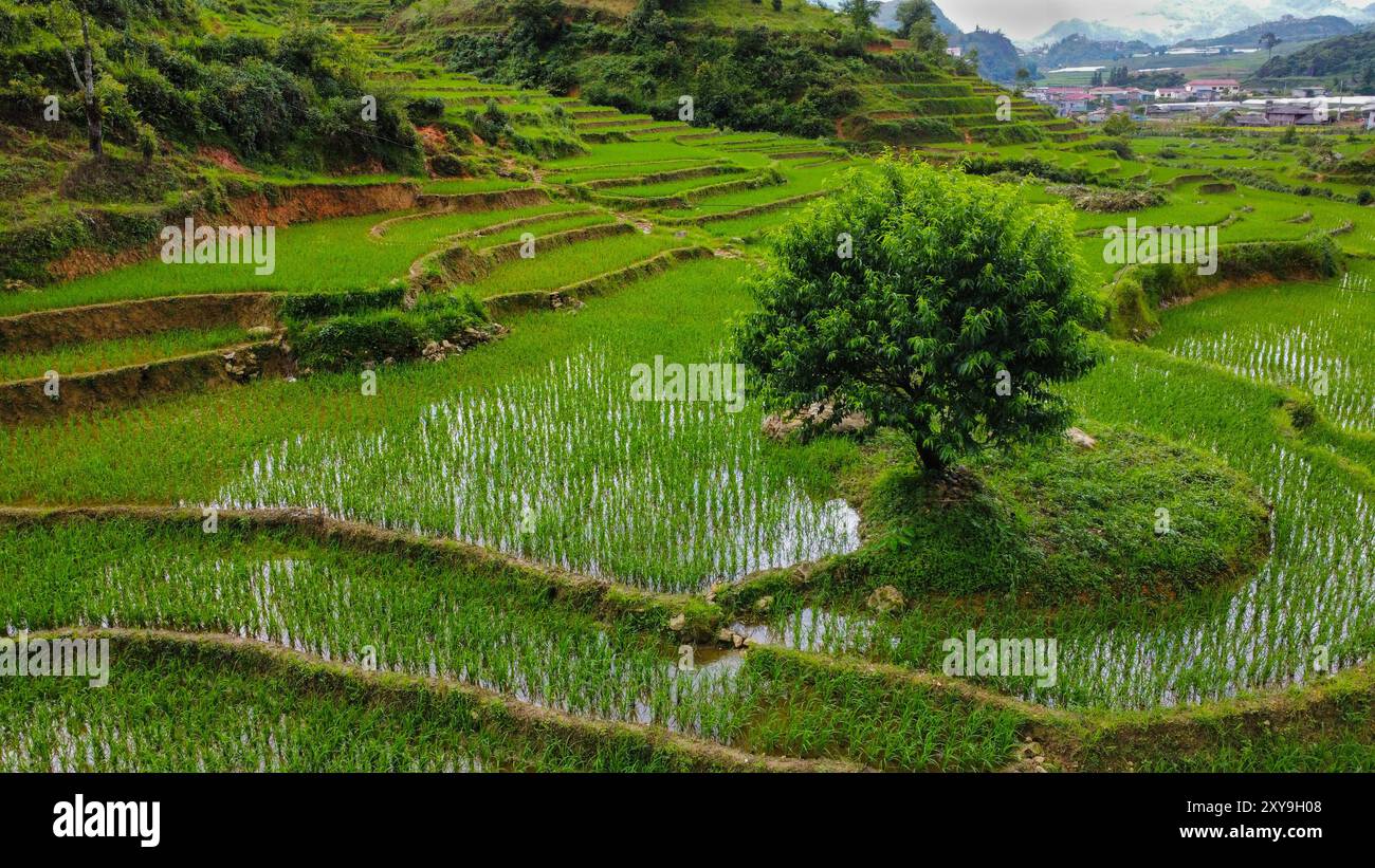Rice terraces and a stream in the mountains of Sa Pa, Vietnam, seen ...