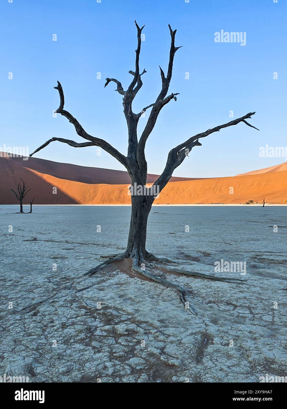 Deadvlei in Namibia is the site of 800 year-old skeleton trees Stock ...