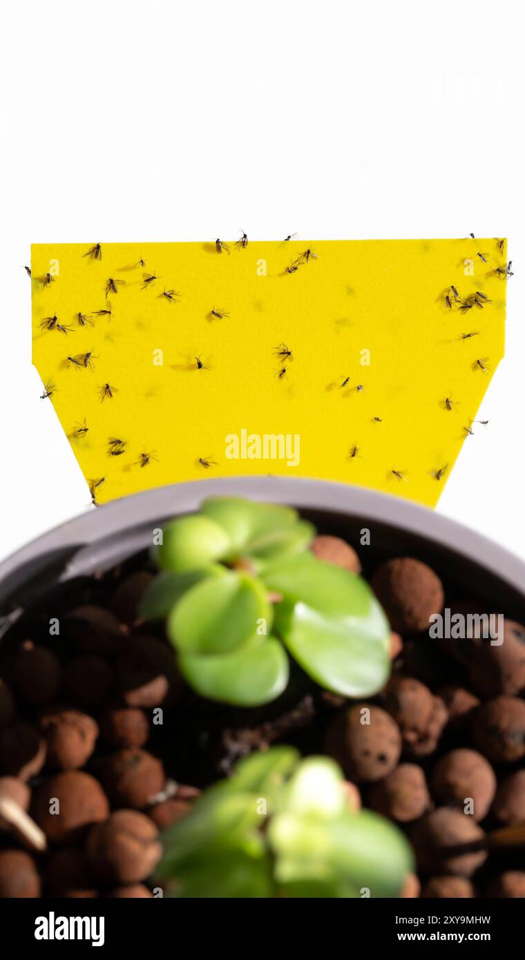Fungus gnats on yellow sticky trap for insects, Chromatic and sticky ...
