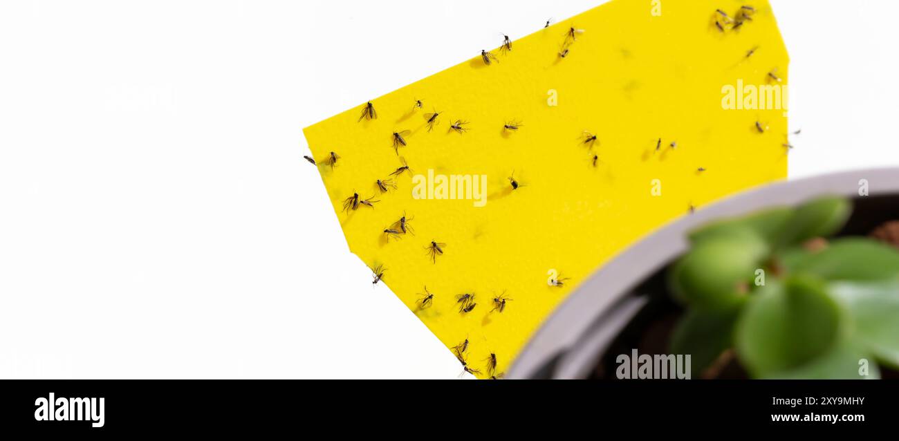 Fungus gnats on yellow sticky trap for insects, Chromatic and sticky ...