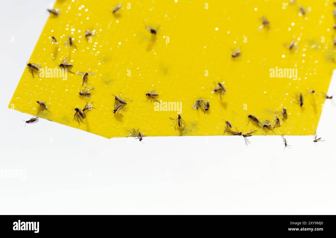 Fungus gnats on yellow sticky trap for insects, Chromatic and sticky ...