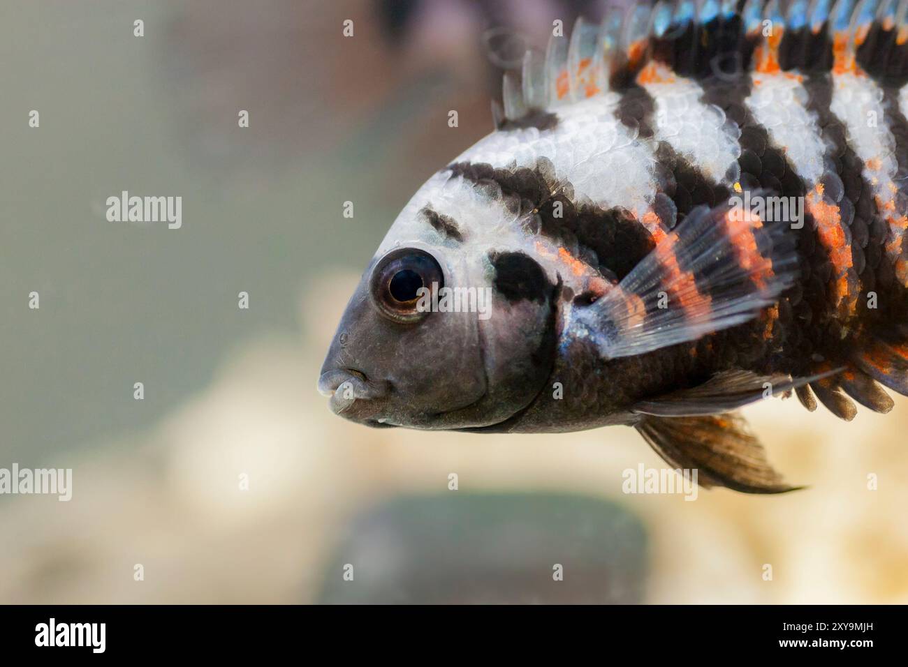 Fish with black stripes. Big beautiful nigrofasciata underwater. Pets ...