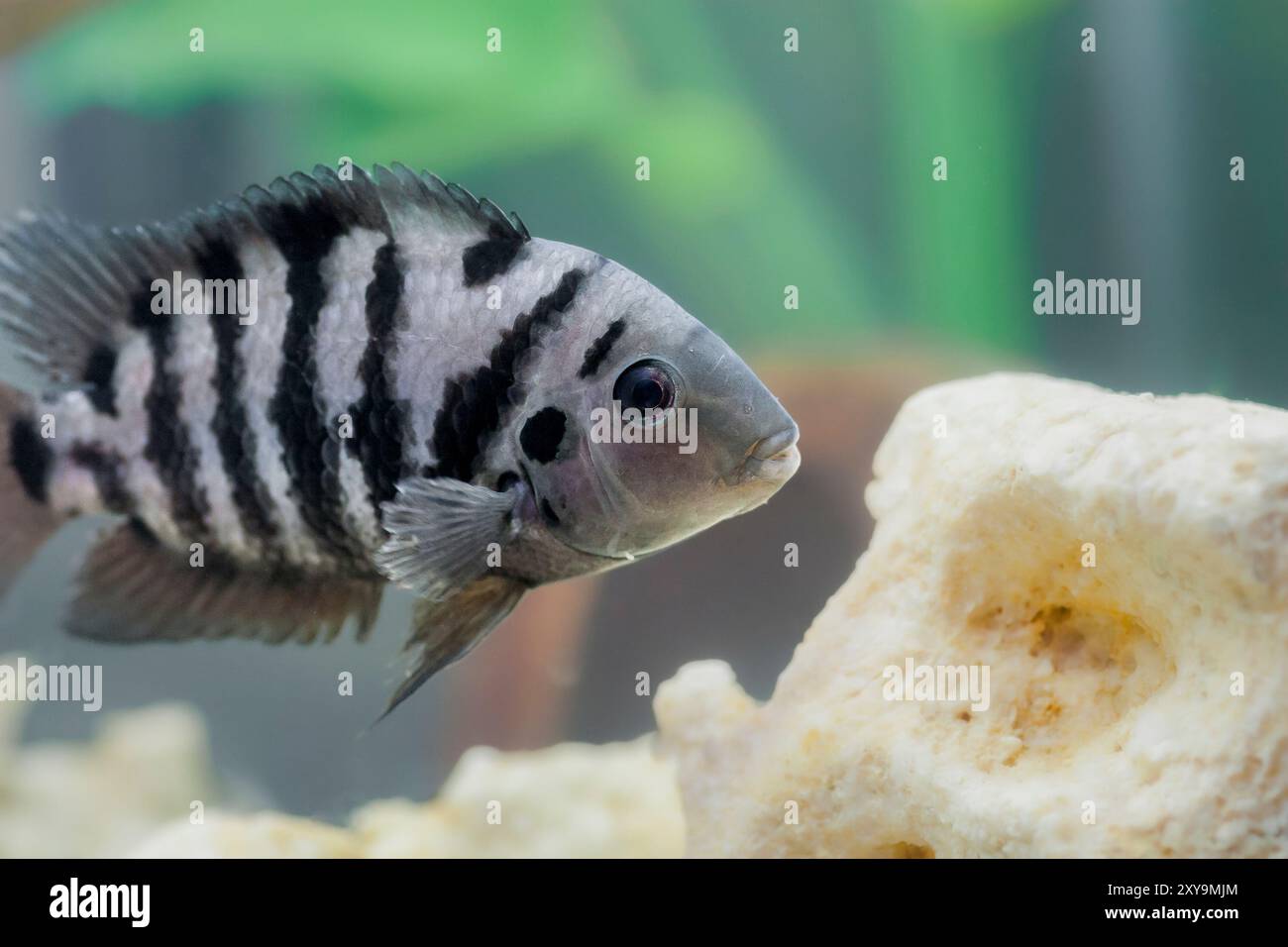 Fish with black stripes. Big beautiful nigrofasciata underwater. Pets ...