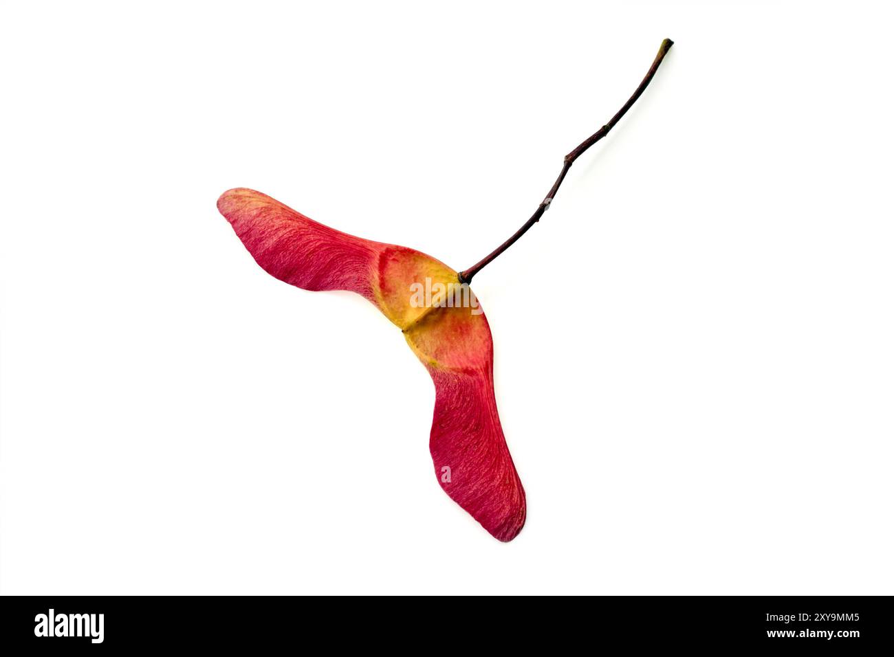 bright yellow green maple seed pod isolated on white background. top ...