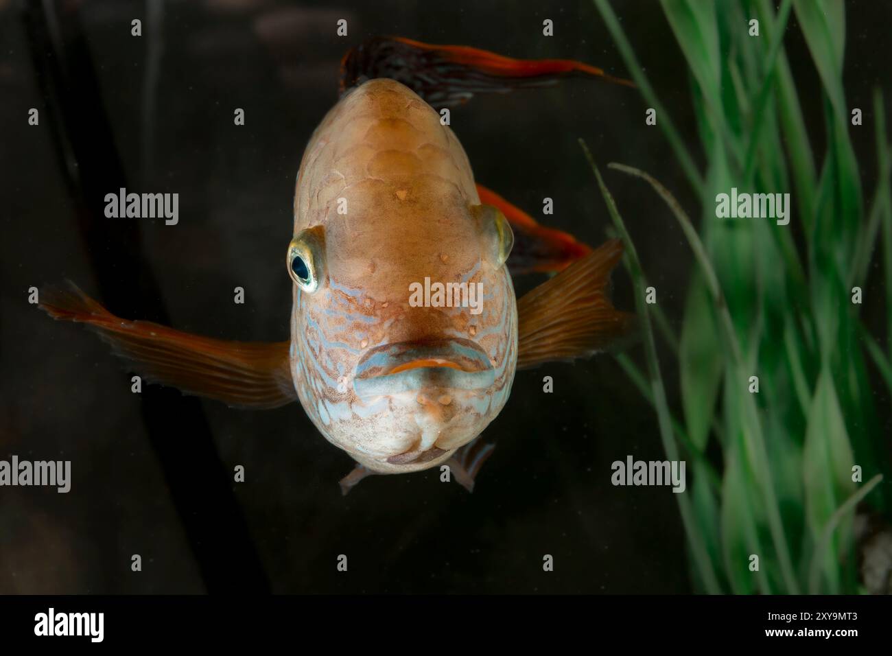 Gold saum hi-res stock photography and images - Alamy