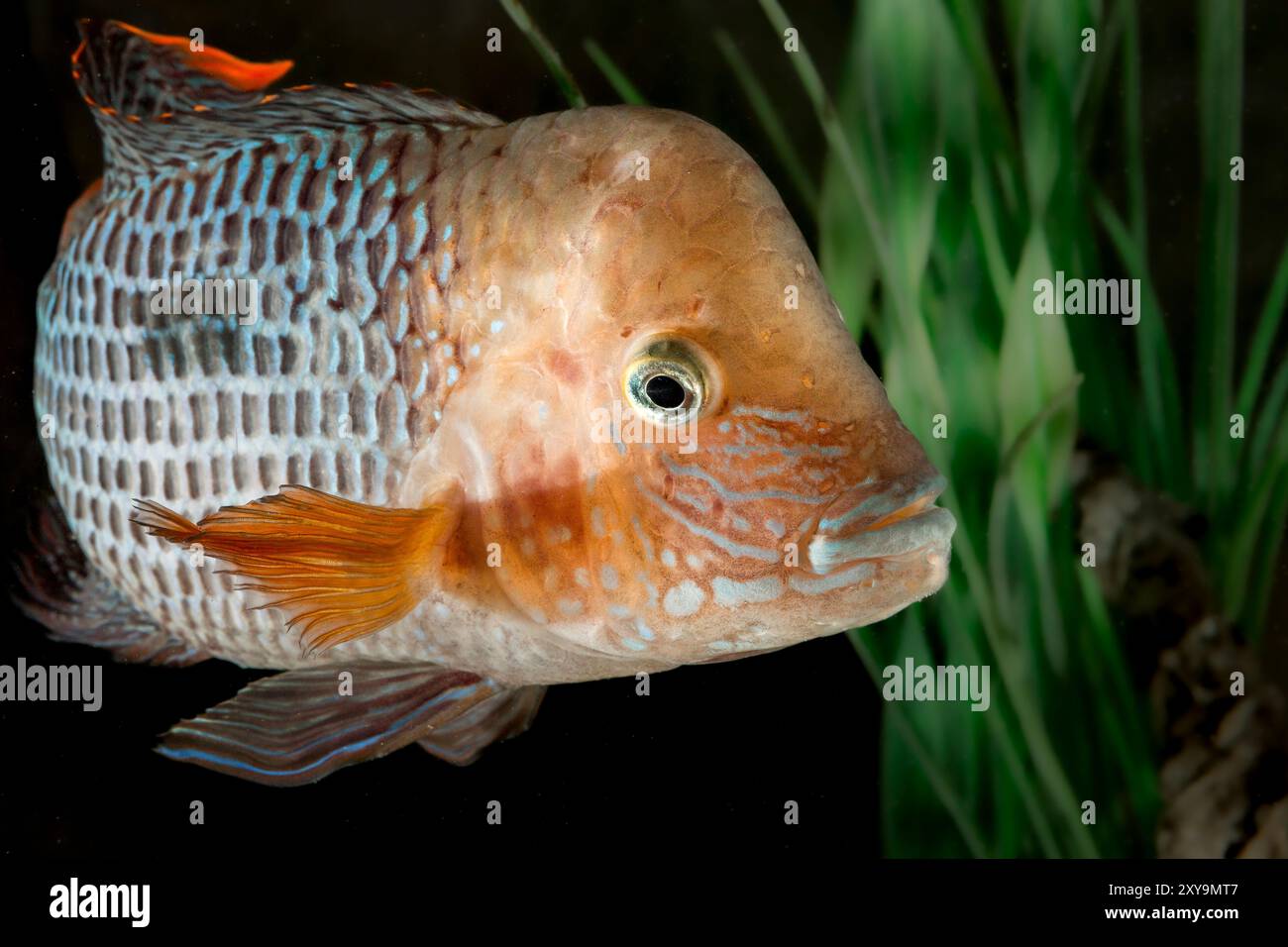 Andinoacara rivulatus, colorful freshwater fish in the cichlid family ...