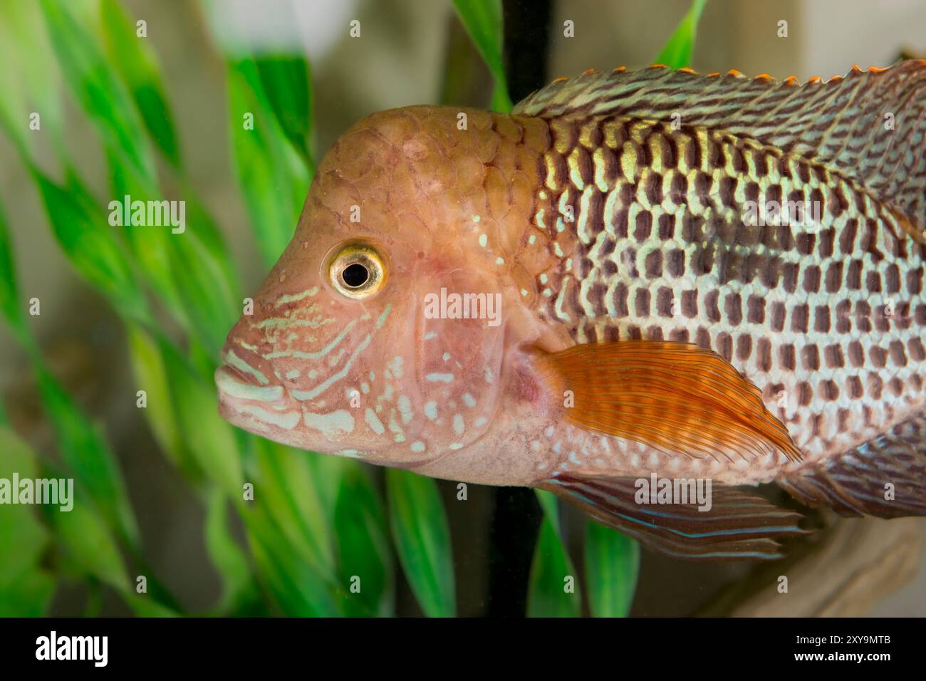 Andinoacara rivulatus, colorful freshwater fish in the cichlid family ...