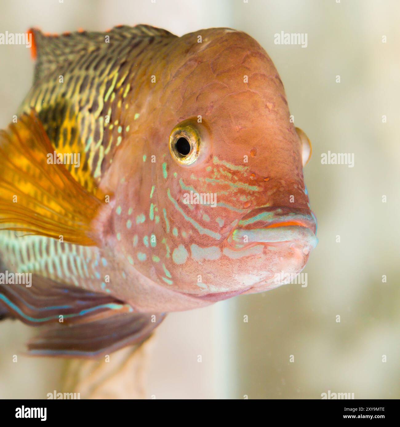 Andinoacara rivulatus, colorful freshwater fish in the cichlid family ...
