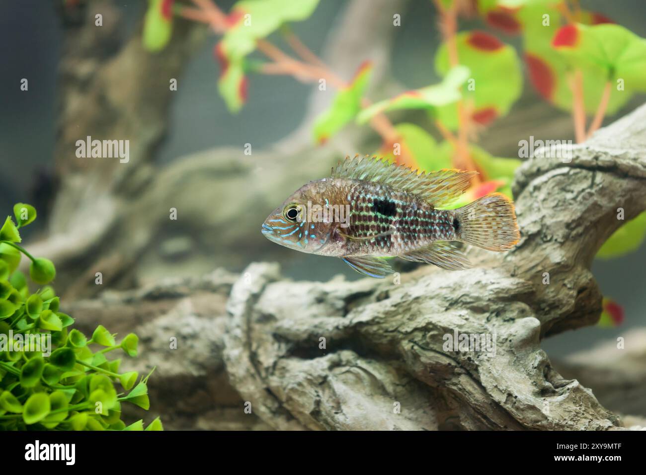 Andinoacara rivulatus, colorful freshwater fish in the cichlid family ...