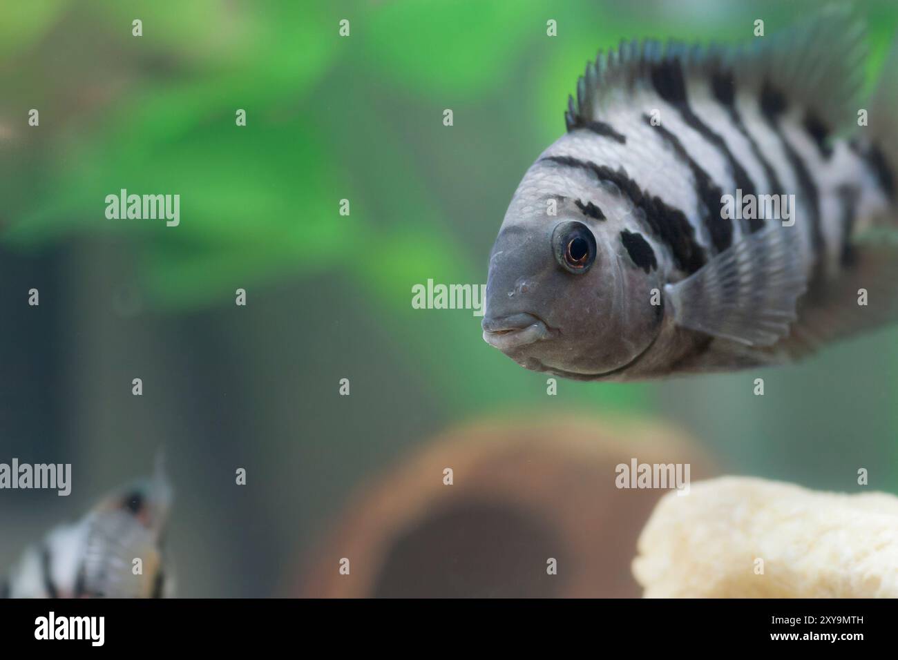 Convict Cichlid fish swimming in aquarium. Big beautiful nigrofasciata ...