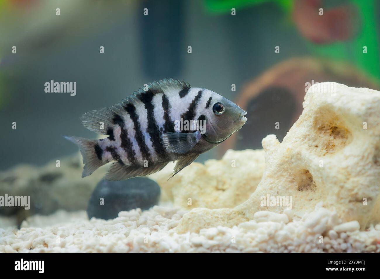 The convict cichlid fish Amatitlania nigrofasciata. Convict Cichlid ...