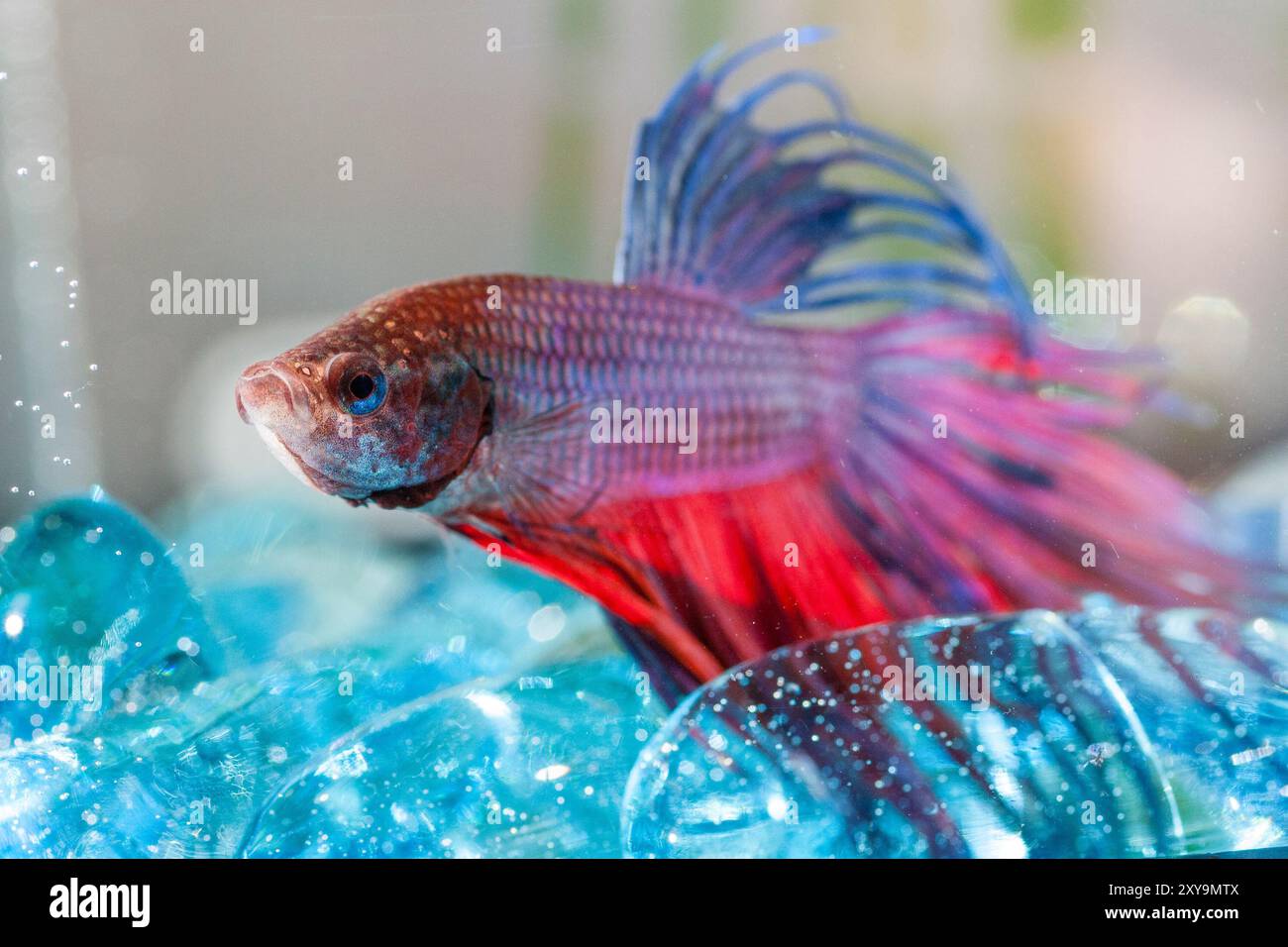 Close up of a fighting fish, betta fish. Siamese Fighting Fish. Betta ...