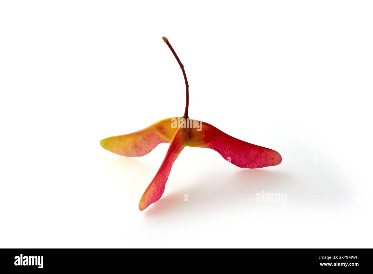 bright yellow green maple three-lobed seed pod isolated on white ...