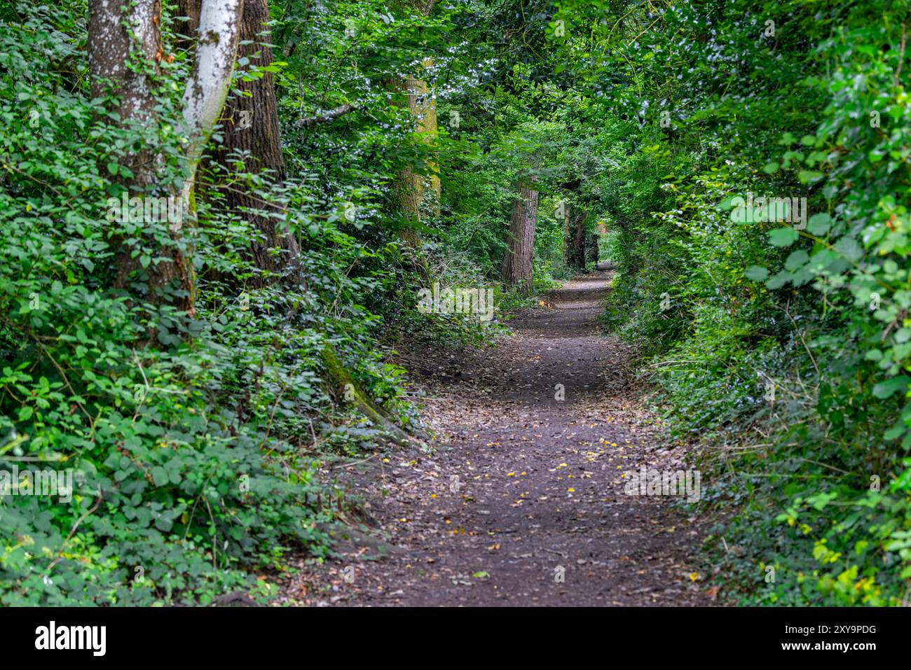 Pathway through woodland hi-res stock photography and images - Alamy