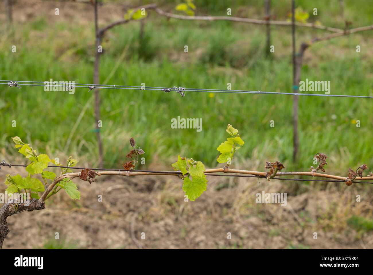 Spring vineyard damaged by heavy frost (brown parts are dead), vineyard ...