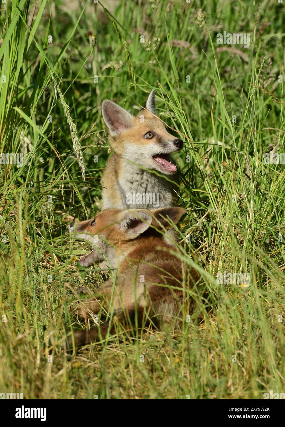 Fox cubs playing hi-res stock photography and images - Alamy