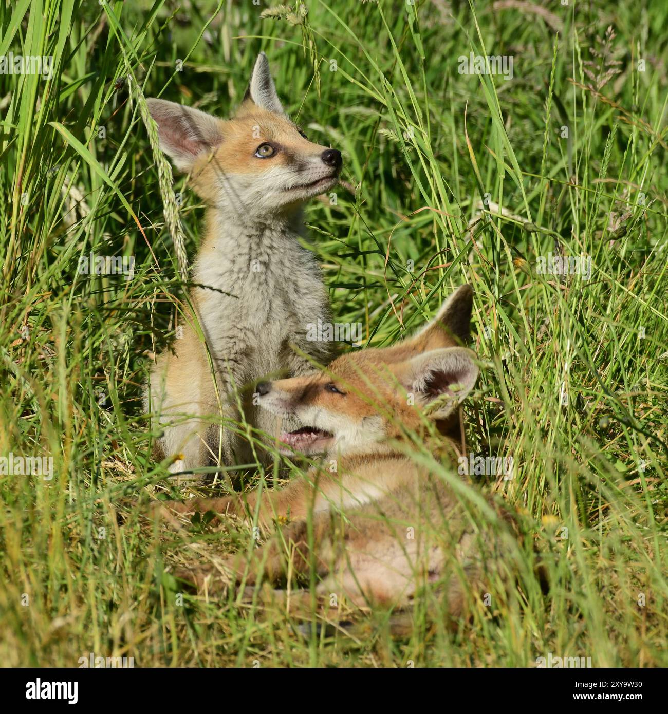 Fox cubs playing hi-res stock photography and images - Alamy