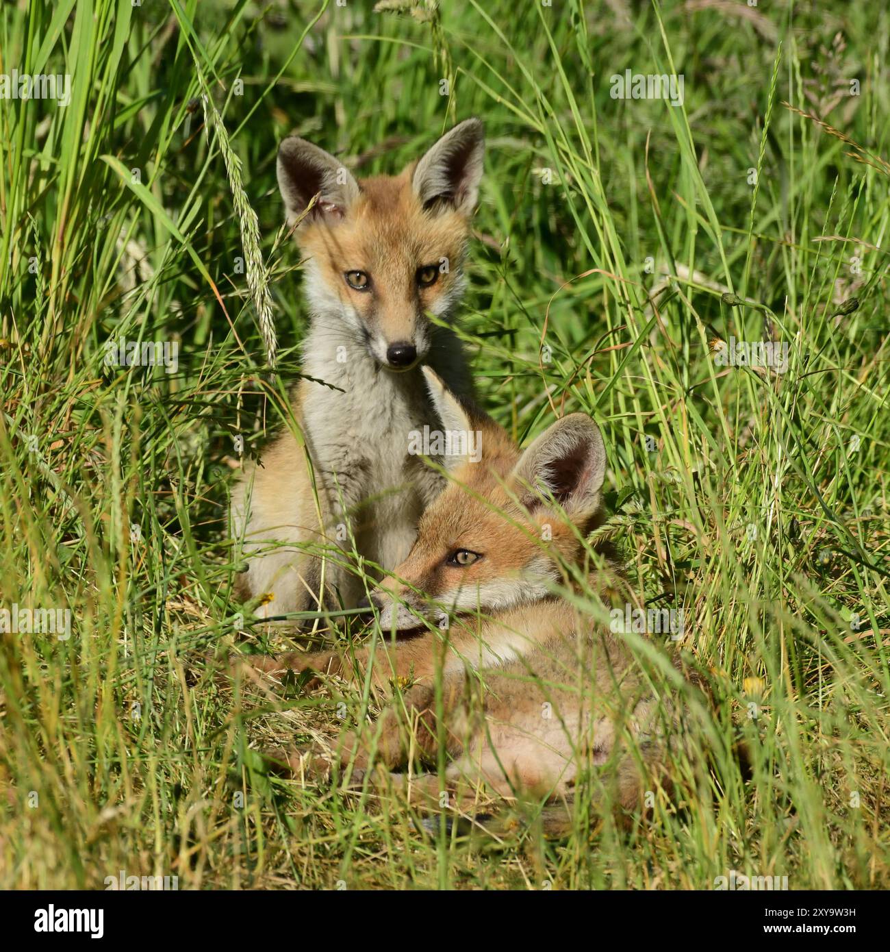 Fox cubs playing hi-res stock photography and images - Alamy