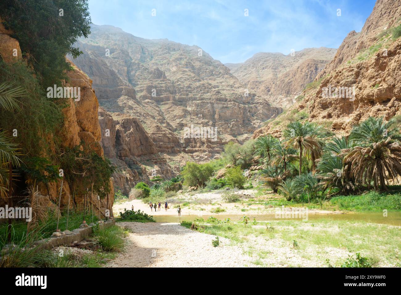 Green oasis with palms and river in the middle of Wadi Shab canyon ...