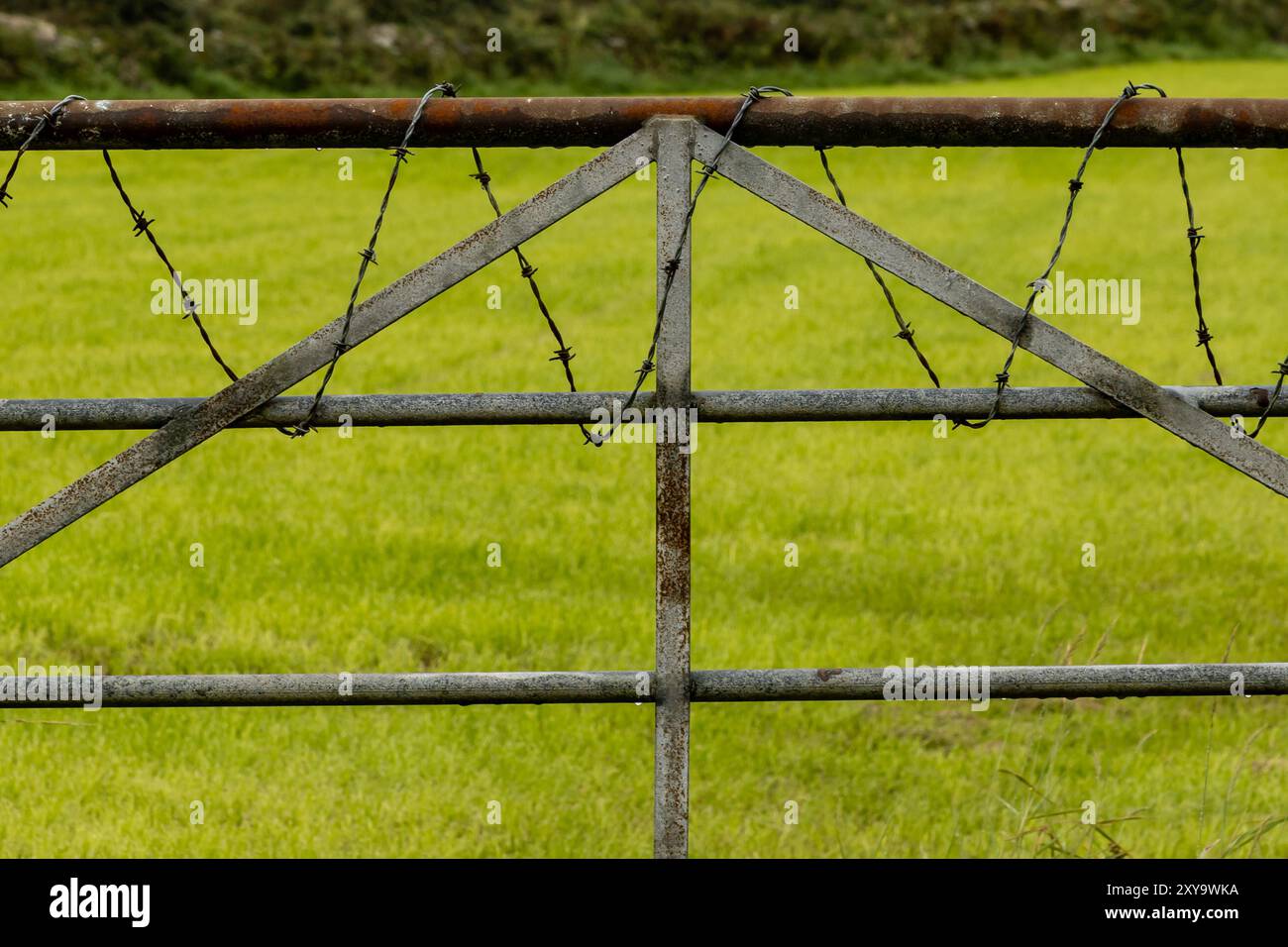 Barbed wire around a metal gate in the Cornish countryside, with a ...