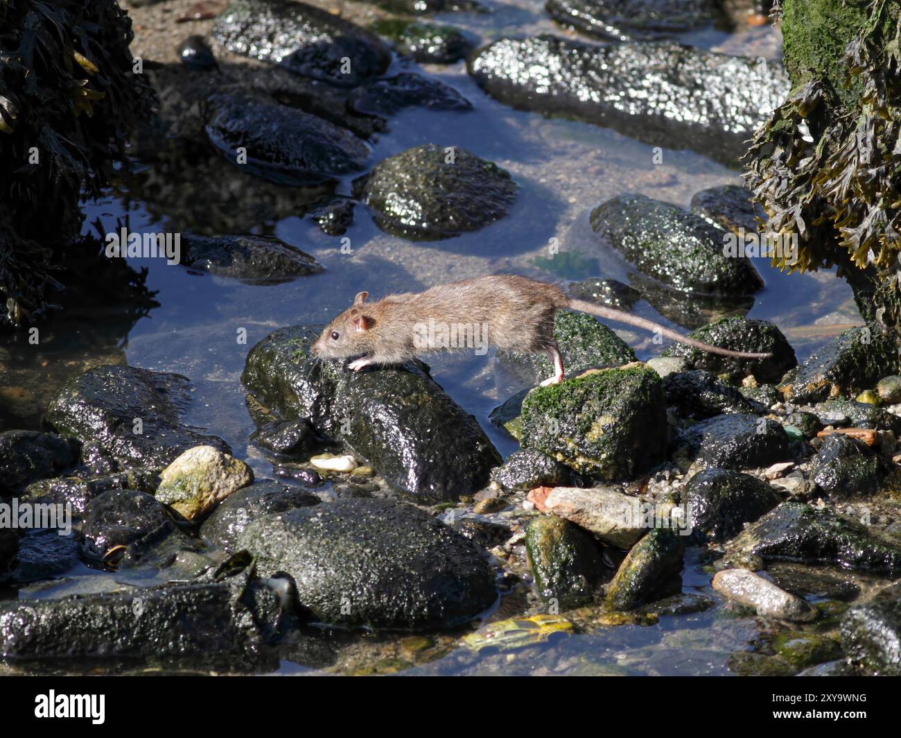 Douro River Rats: well adjusted, ie, good swimmers, fast and well ...