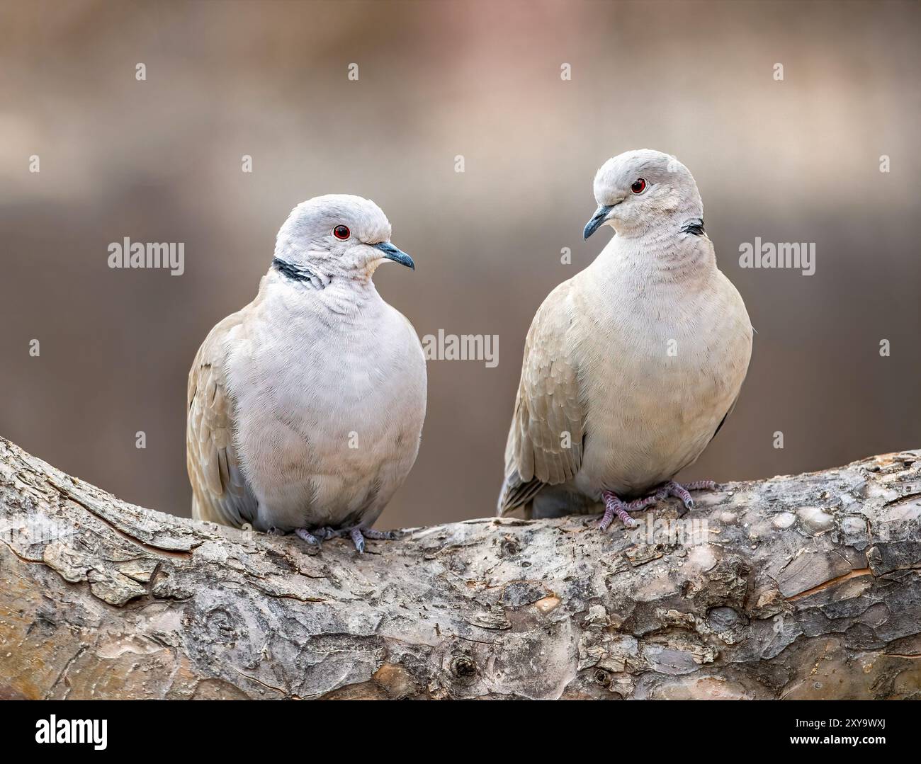 Eurasian collared doves sitting next to each other on a tree branch ...