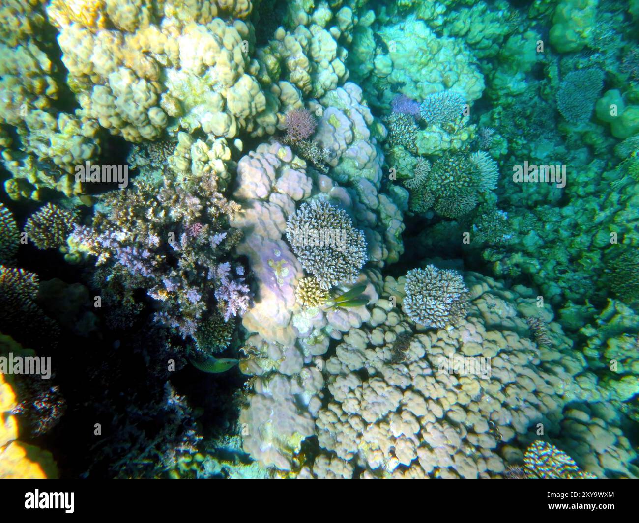 Colorful coral formations thrive in the clear waters of the Red Sea ...