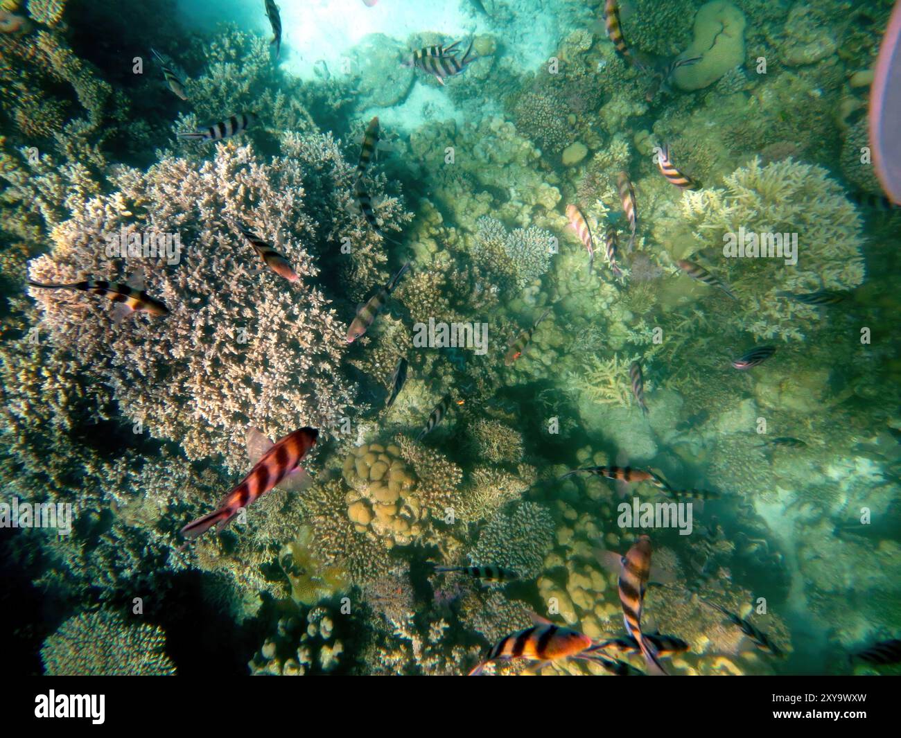 Coral formations hi-res stock photography and images - Alamy