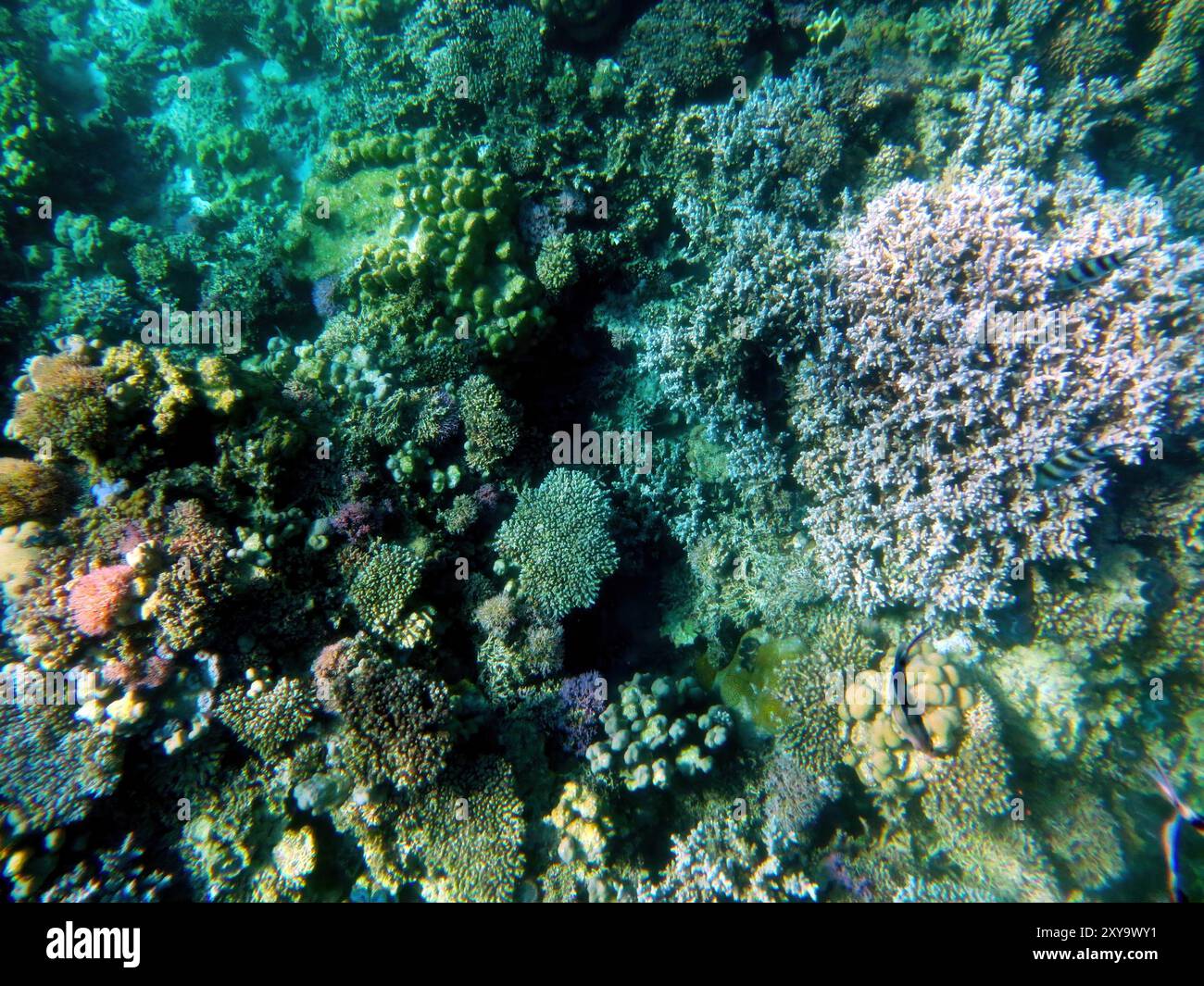 Coral formations hi-res stock photography and images - Alamy