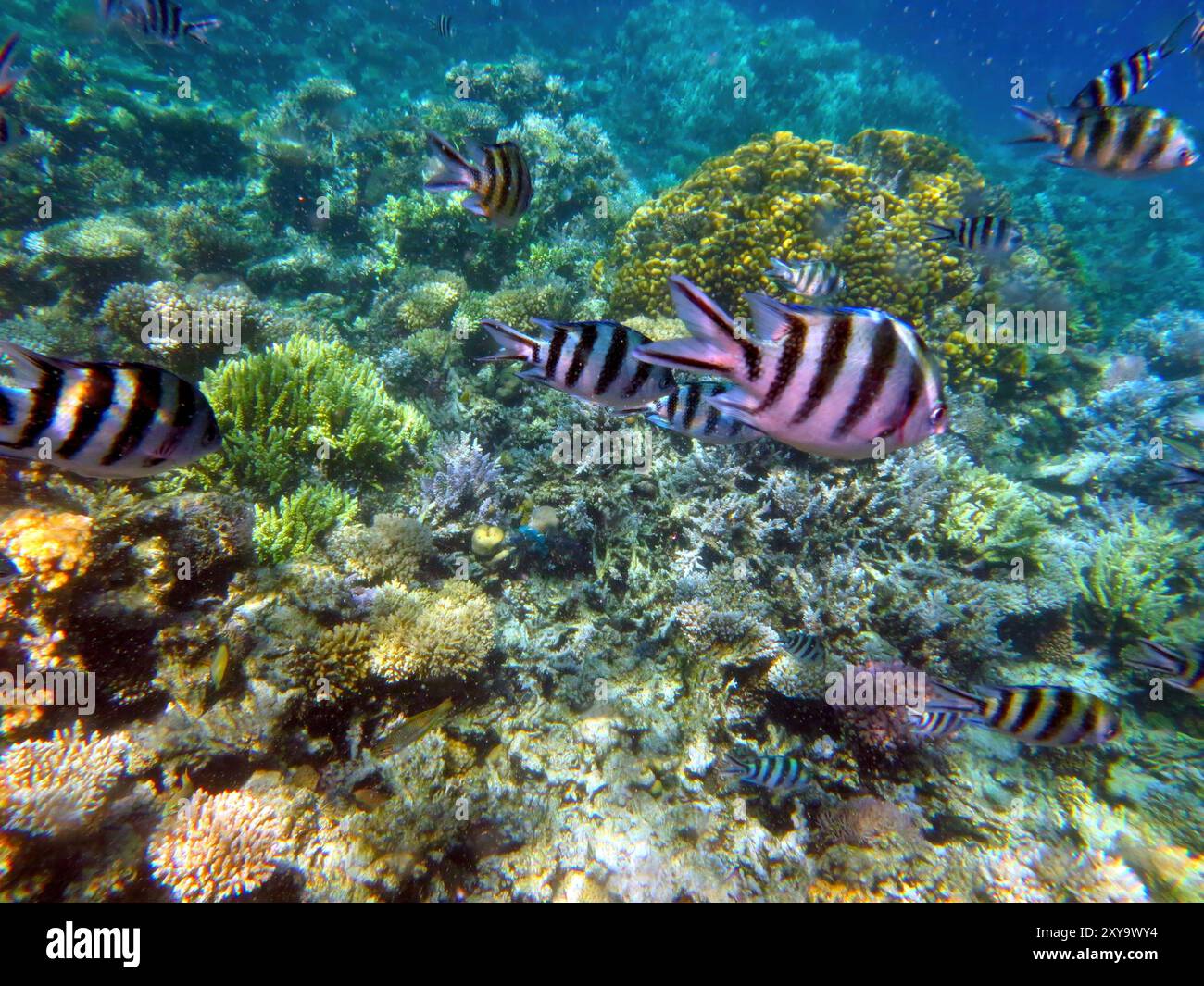 Beauty of marine ecosystems hi-res stock photography and images - Alamy