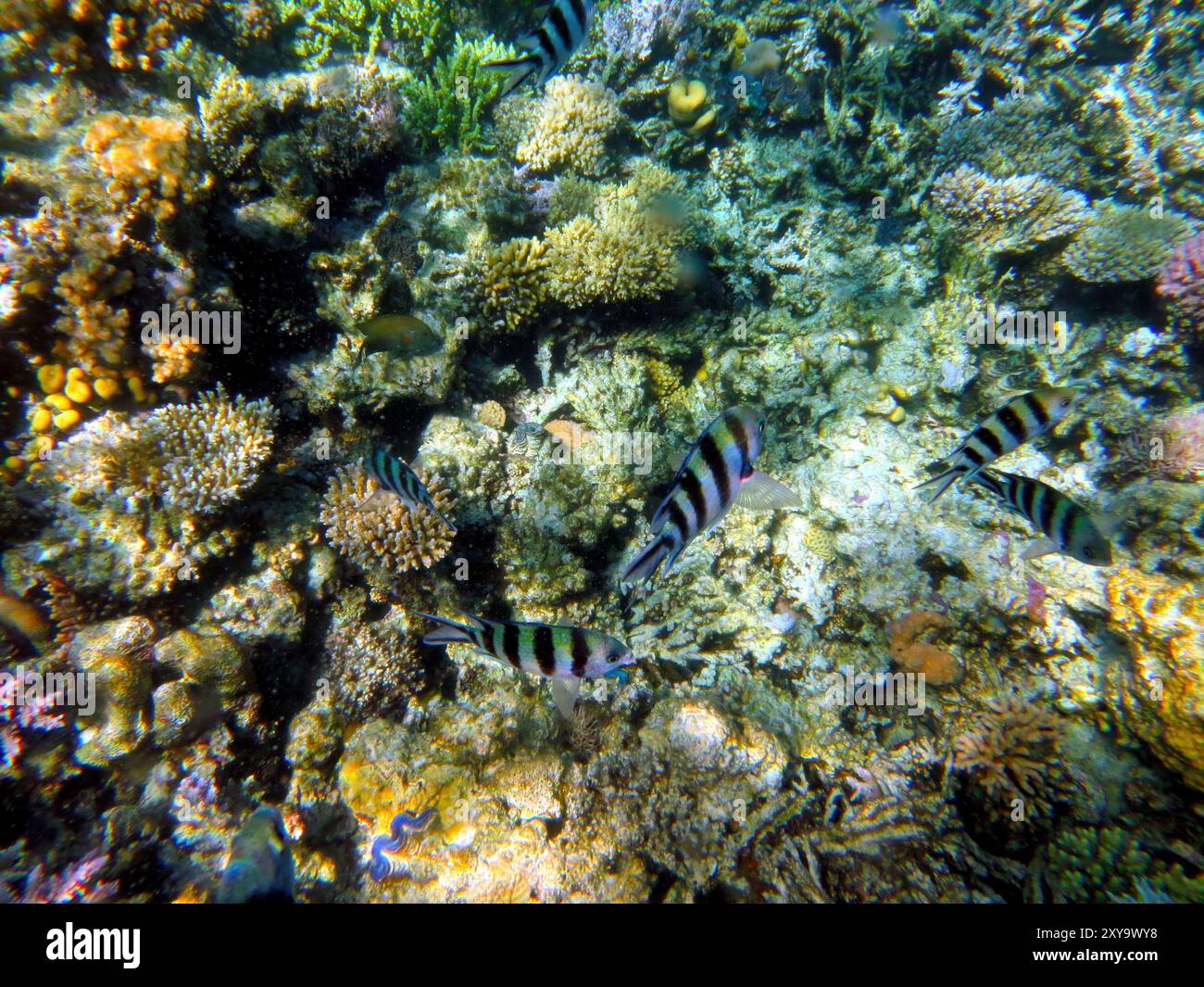 Diving into the Red Sea reveals a stunning underwater world filled with ...