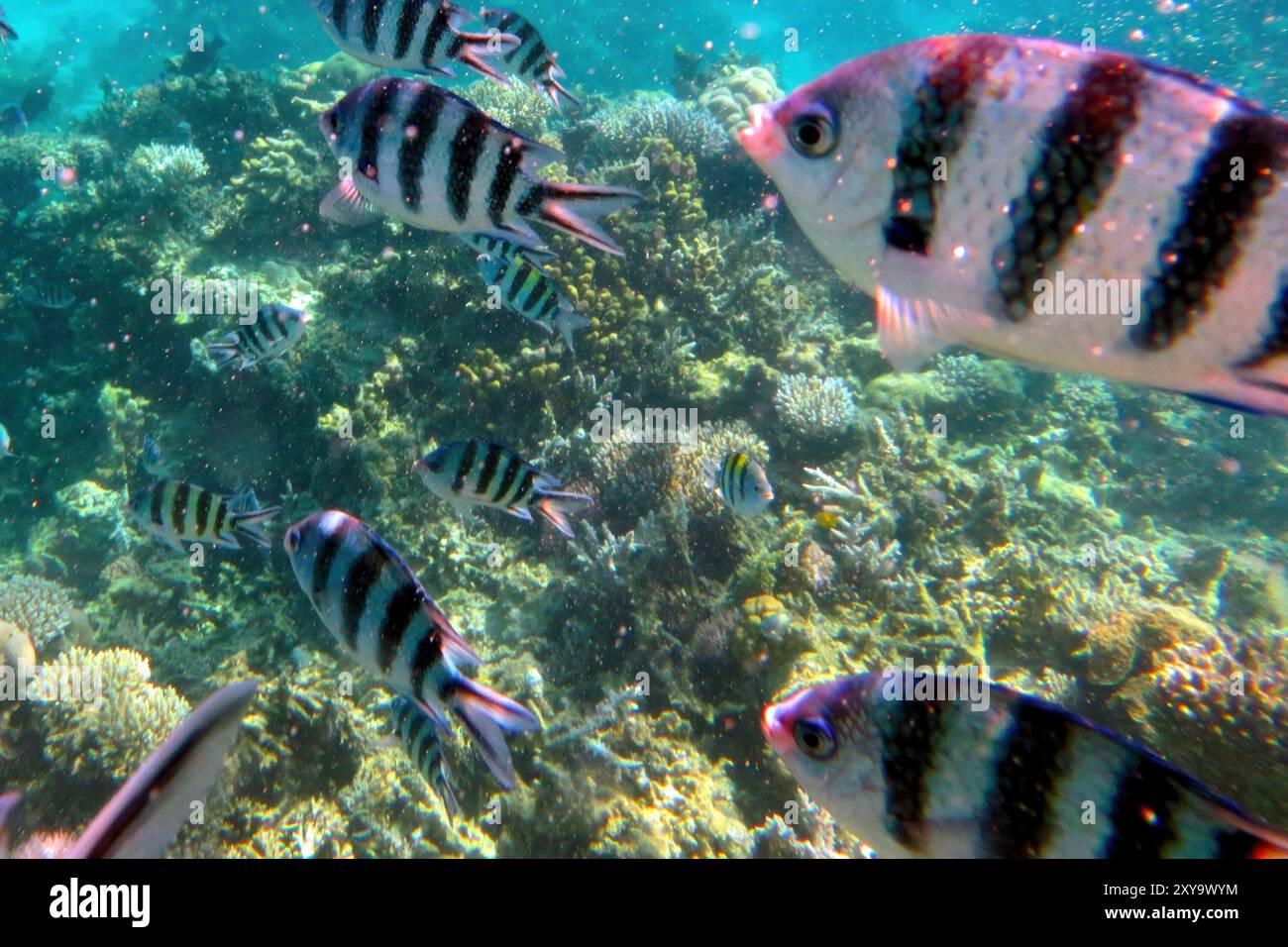 Fish swimming through sunlit waters hi-res stock photography and images ...